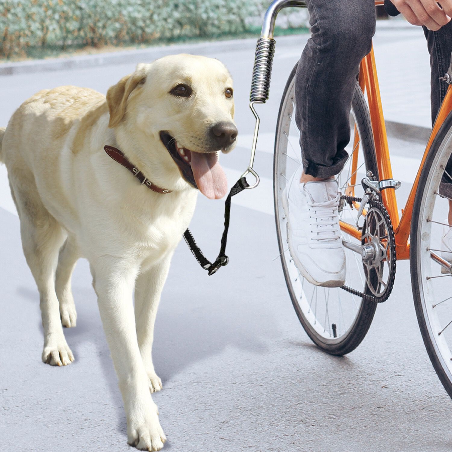 Adjustable hands free bike leash Pawtek | Mondou