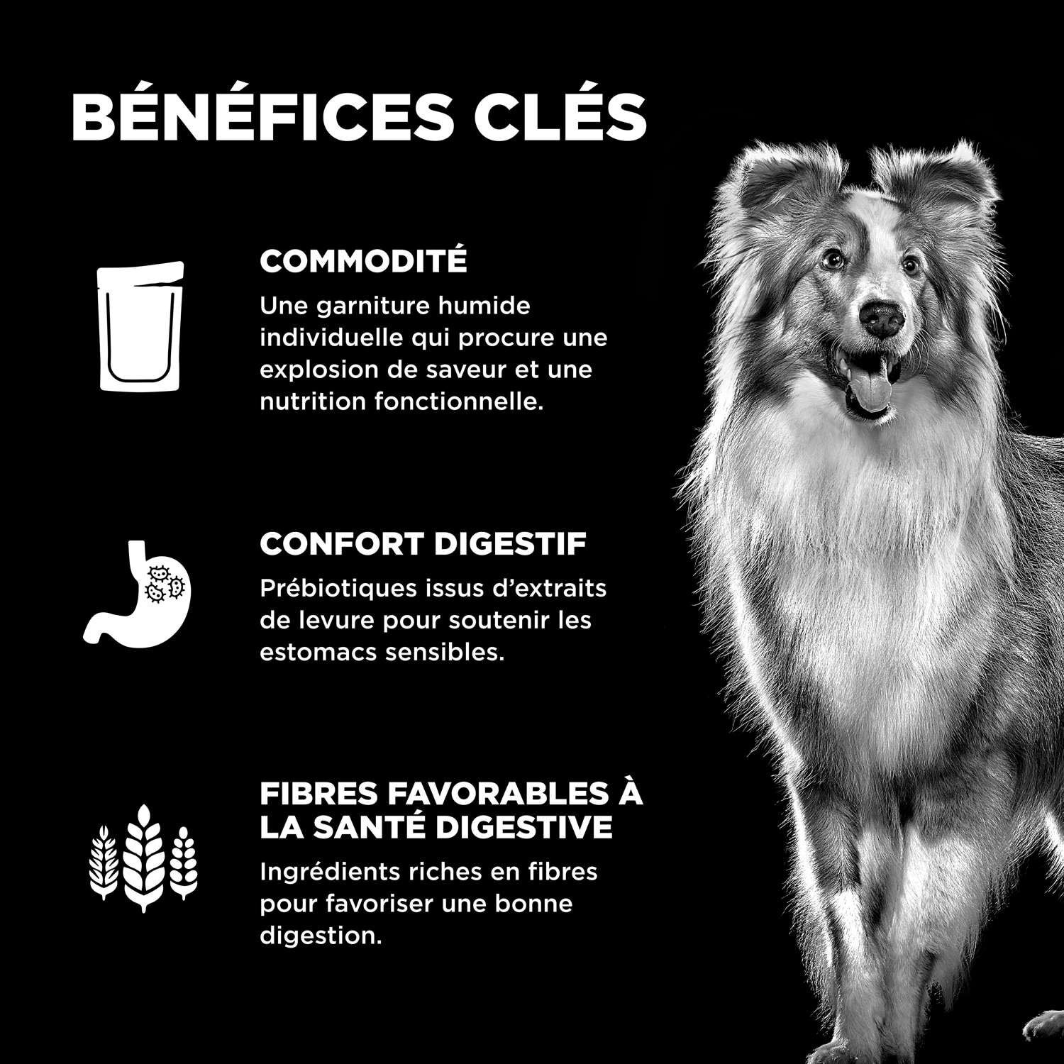 Booster Digestive Health Chicken and Duck Pâté Meal Topper for Dogs, 79 ...