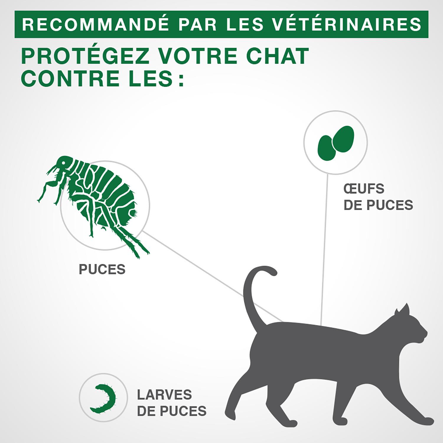 Protection topique contre les puces pour chats + de 4 kg, 6 un.