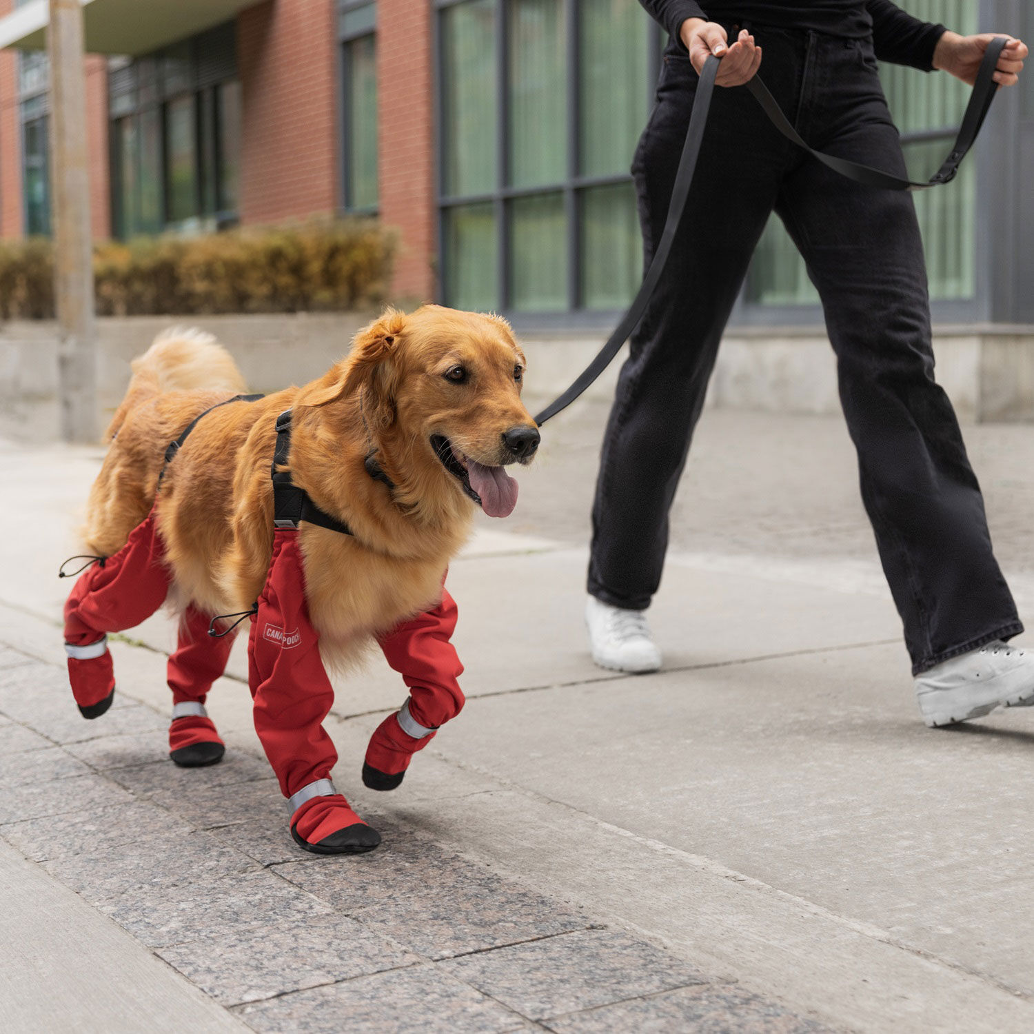 Suspender Boots for Dogs Canada Pooch | Mondou