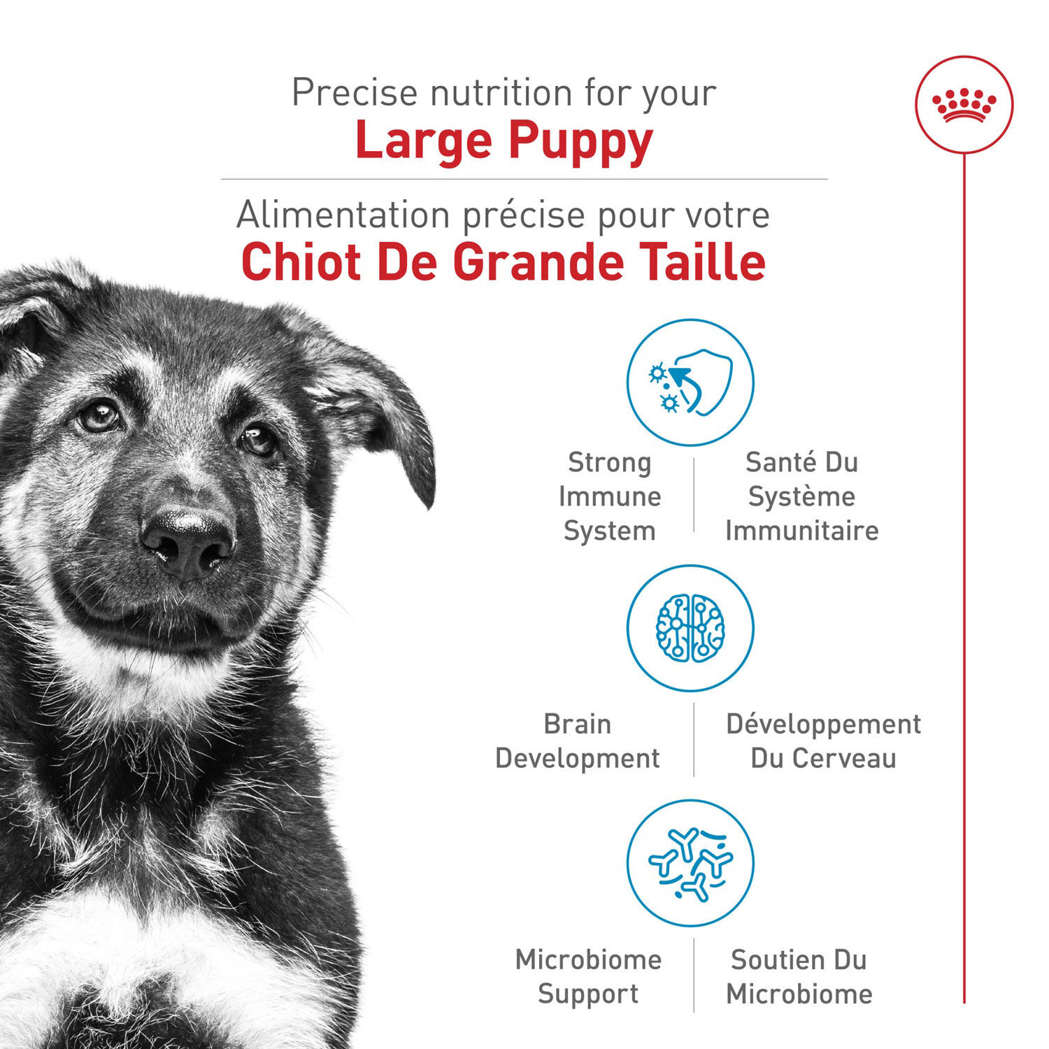 Nourriture sèche pour chiot de grande taille