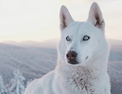The Siberian husky: a pioneer of the north