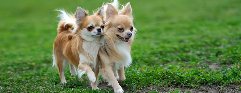 The Chihuahua, the smallest purebred dog in the world
