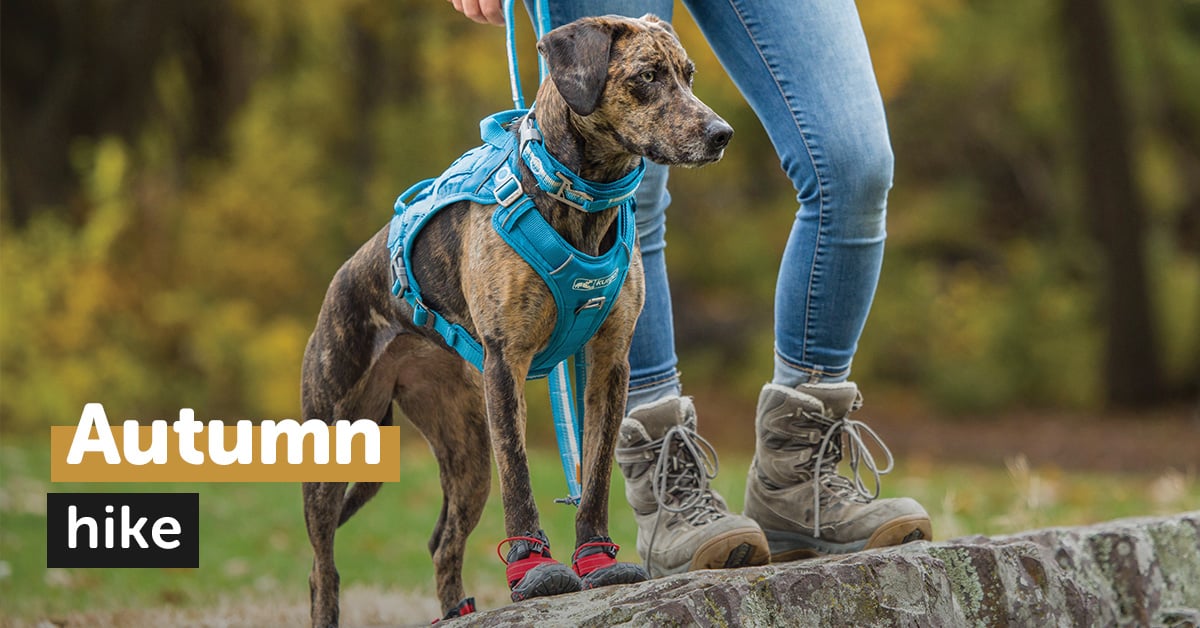 10 hiking hot spots to explore with your dog this fall
