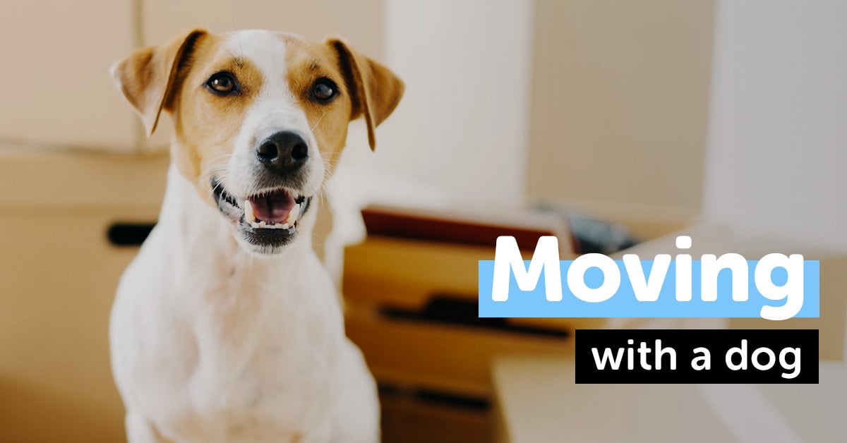 Tips and tricks to move with your dog