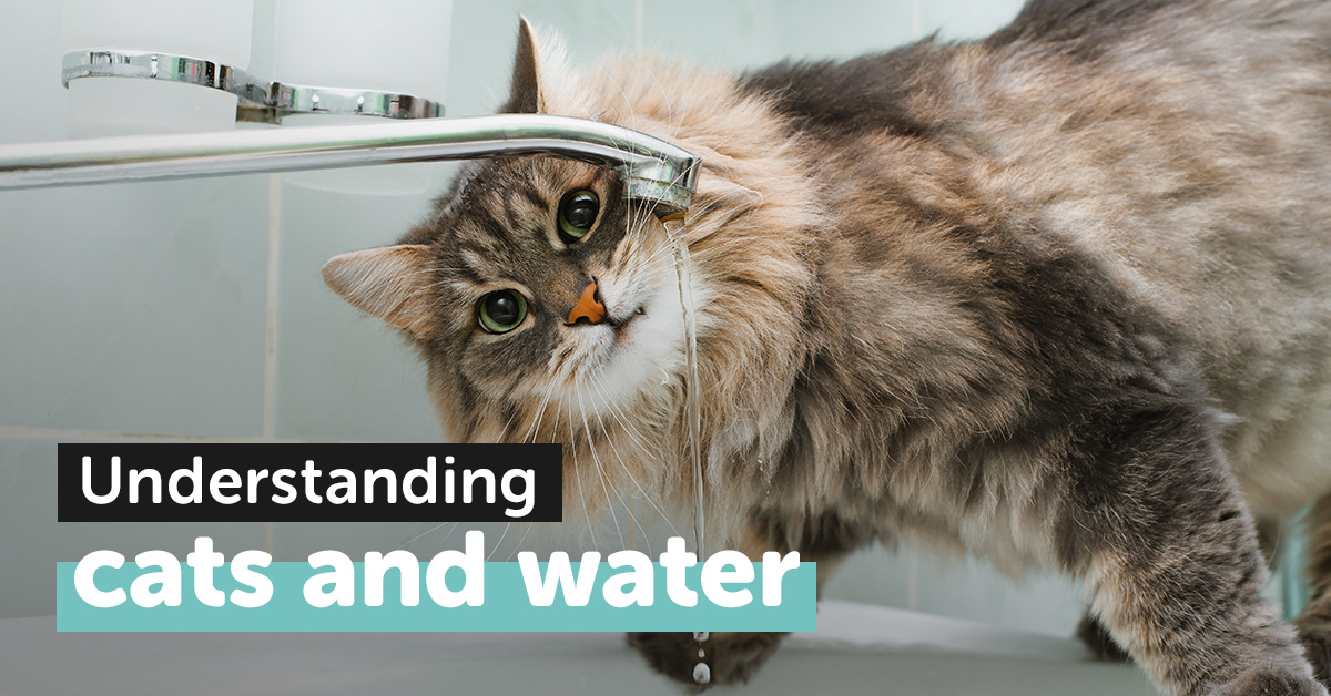 Cats and water: 5 curious behaviours explained by an expert