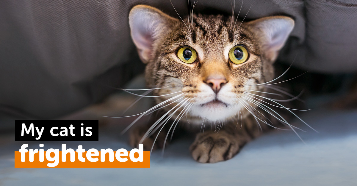 Understanding fear and anxiety in cats: causes and solutions