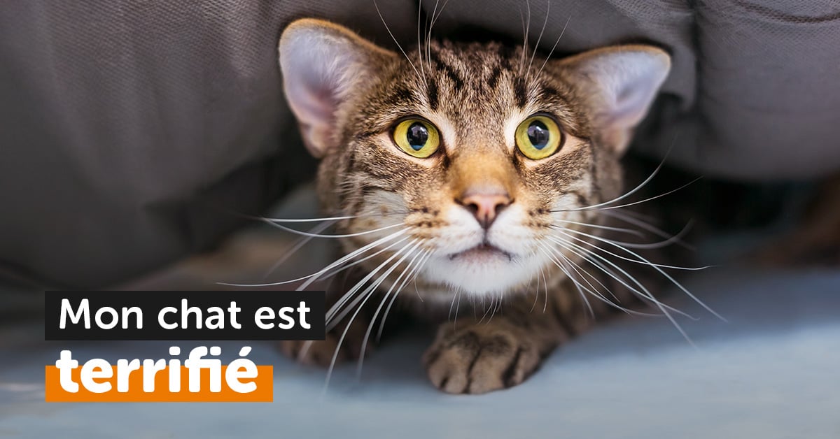 Comprendre la peur chez le chat : causes et solutions