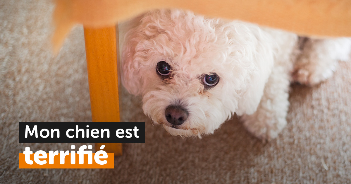 Comprendre la peur chez le chien : causes et solutions