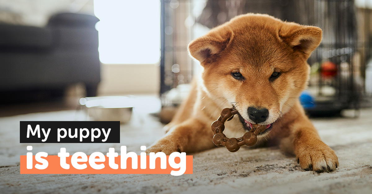 From biting to behaving: managing your puppy's teething phase