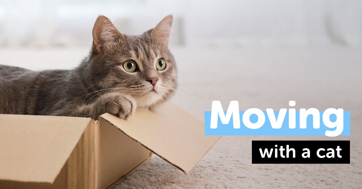 Tips and tricks to move with your cat
