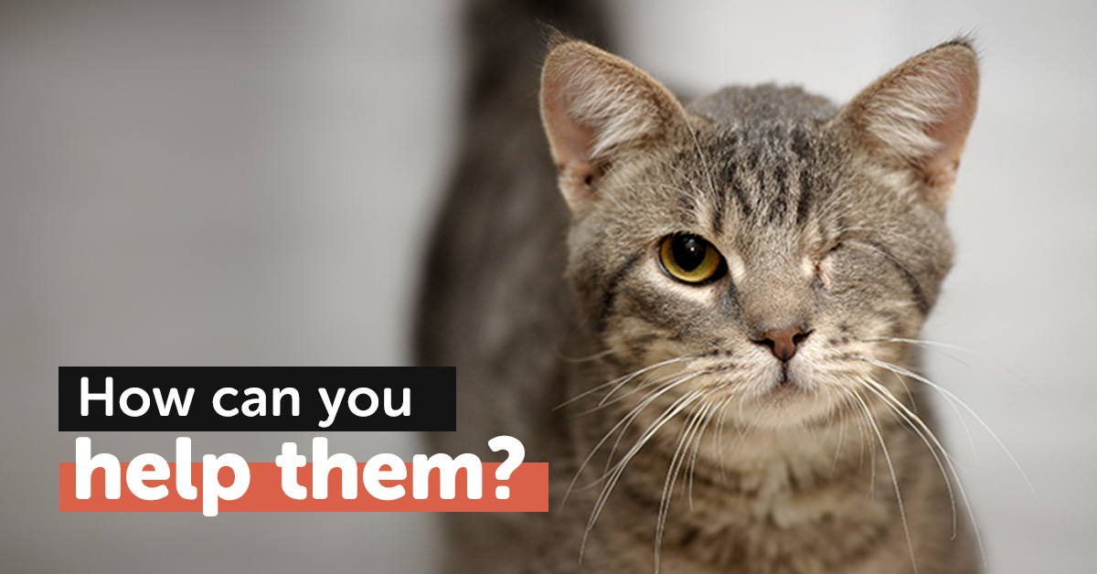 5 ways to help animal shelters