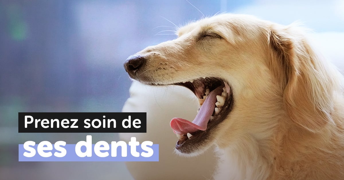 Tout ce que vous devez savoir sur les dents de votre chien