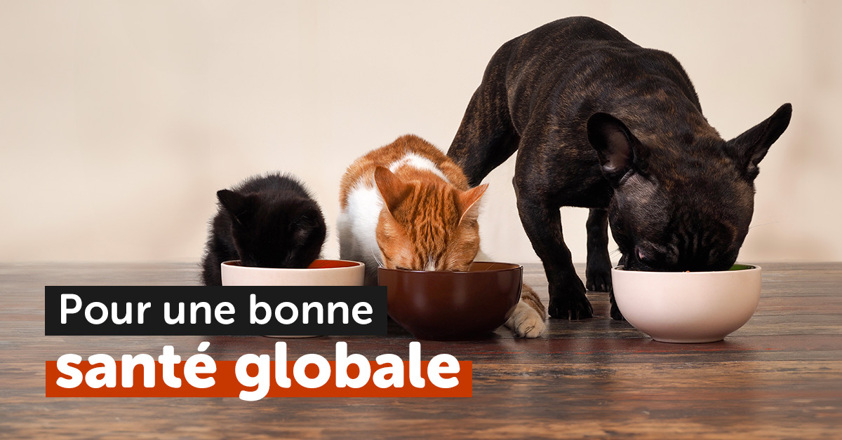 Choisir une nourriture adaptée aux besoins de votre animal