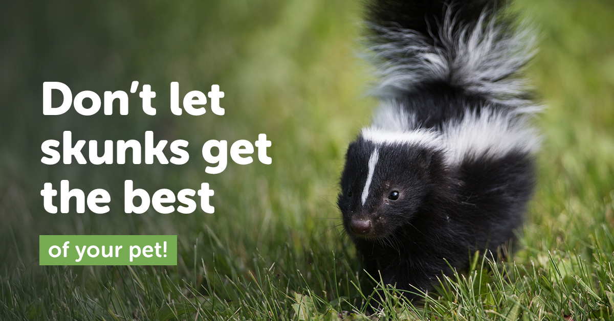 Don’t let skunks get the best of your pet!