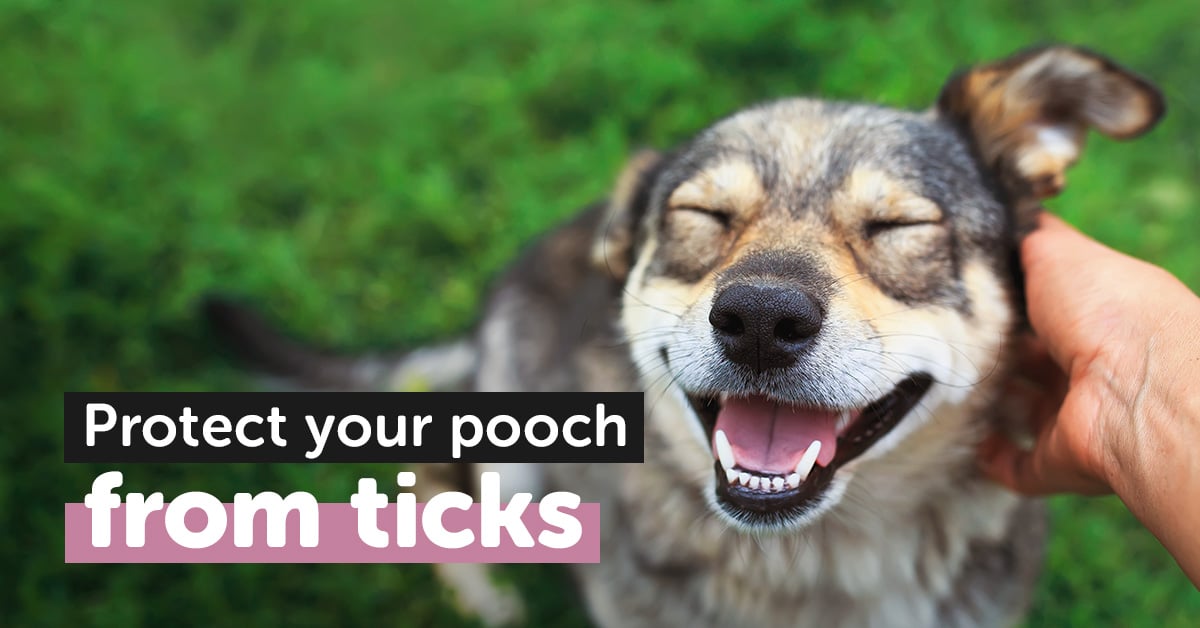 Dog health: detecting, removing and preventing ticks