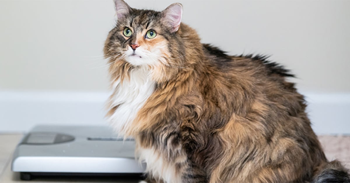 Comment contrôler le poids du chat?