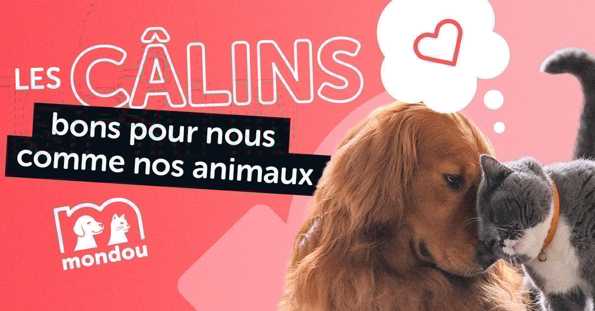 Les incroyables bienfaits cachés des câlins de votre animal de compagnie