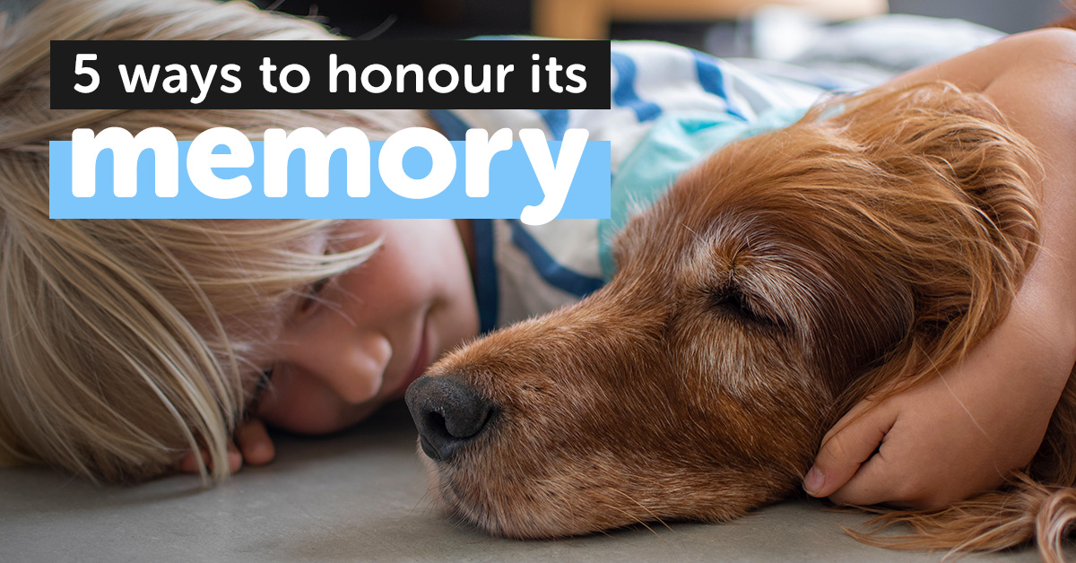5 ways to honour your pet’s memory