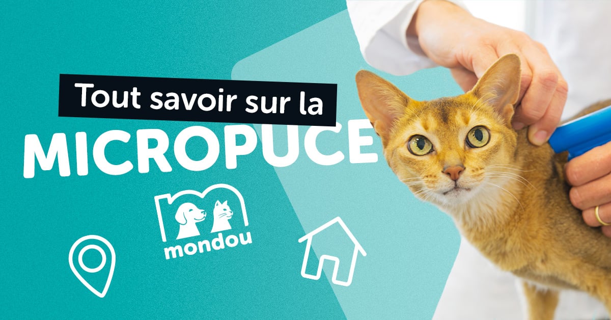Micropuce : tout ce que vous devez savoir