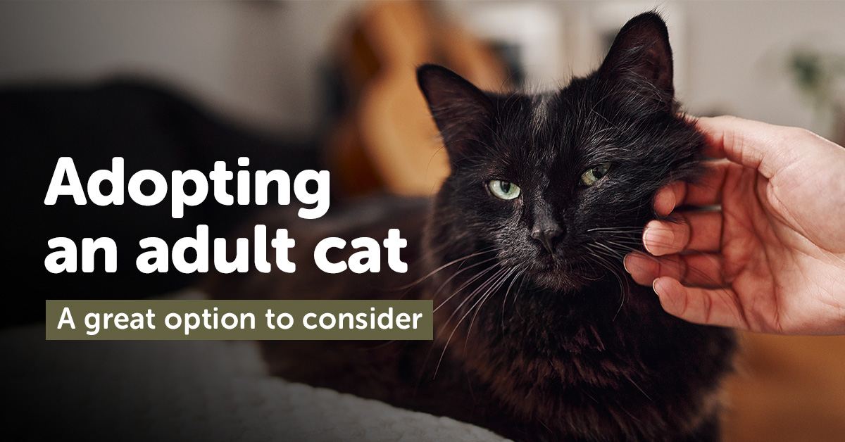 Adopting an adult cat: a great option to consider