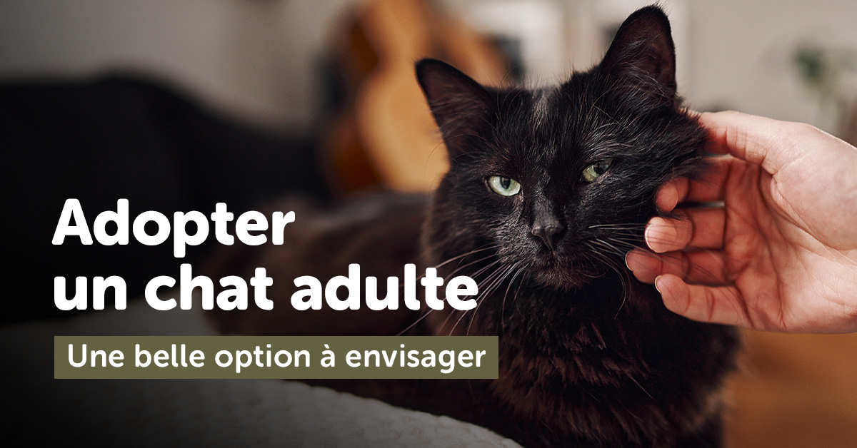 Adopter un chat adulte: une belle option à envisager