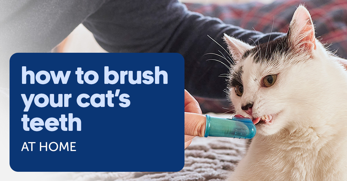 How to brush your cat's teeth at home