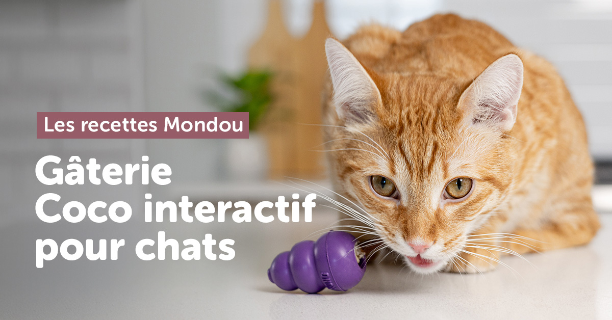 Les recettes Mondou: Gâterie Coco interactif pour chats