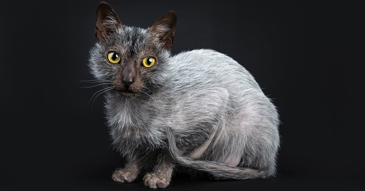 Le lykoi, cette nouvelle race de chat « loup-garou