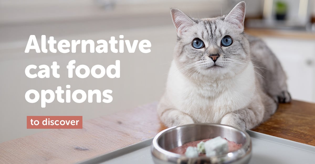 Alternative cat food options to discover