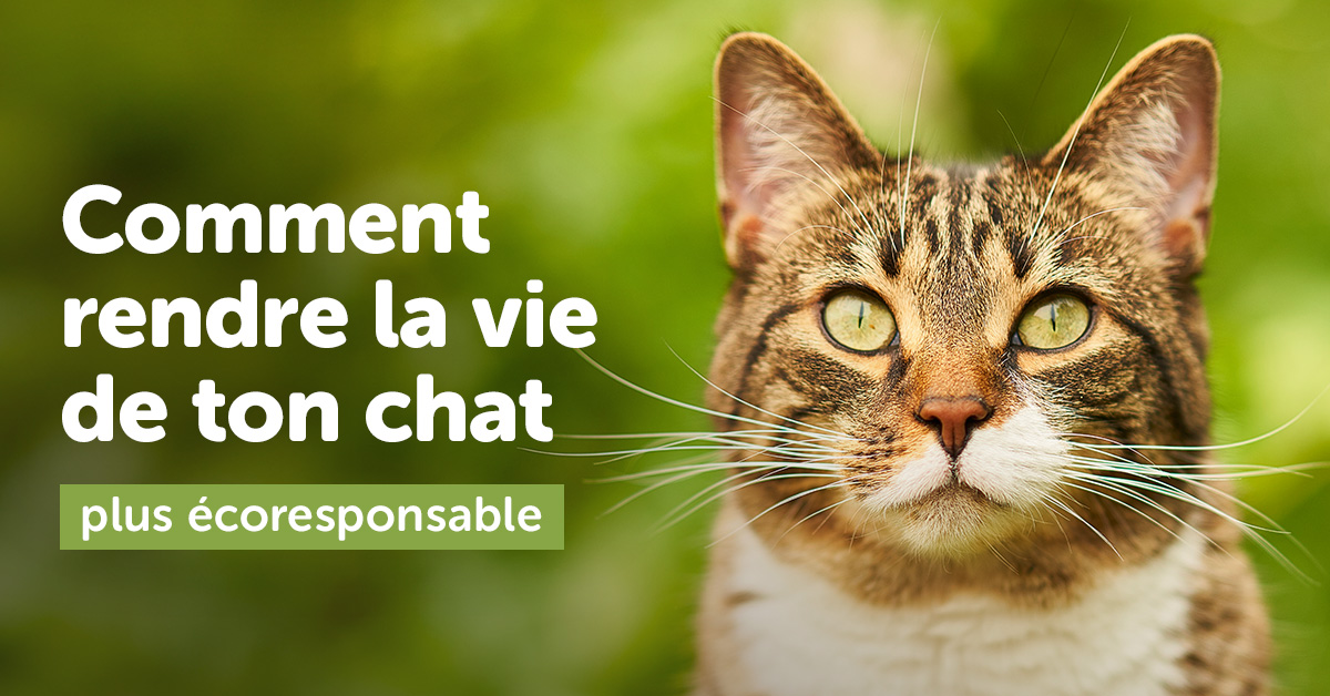 Comment rendre la vie de ton chat plus écoresponsable