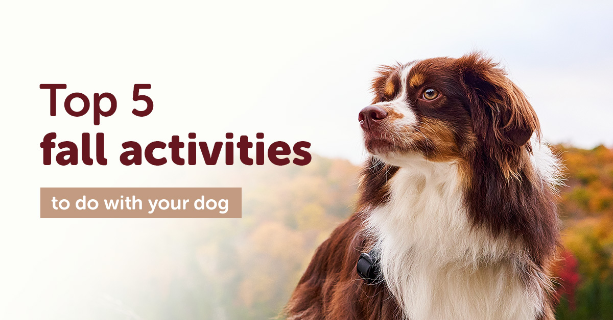 Top 5 fall activities to do with your dog