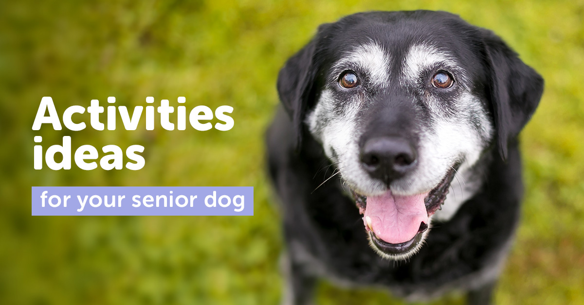 5 activities to do at home with our senior dogs