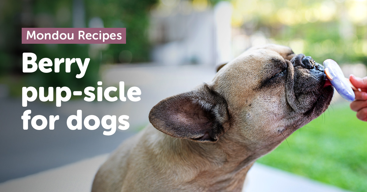 Mondou Recipes: Berry pup-sicle for dogs