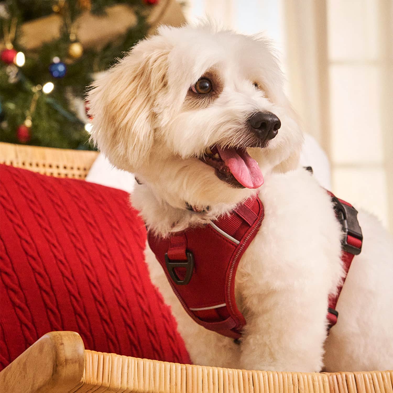 Paracord Harness for Dogs, Burgundy BeOneBreed | Mondou