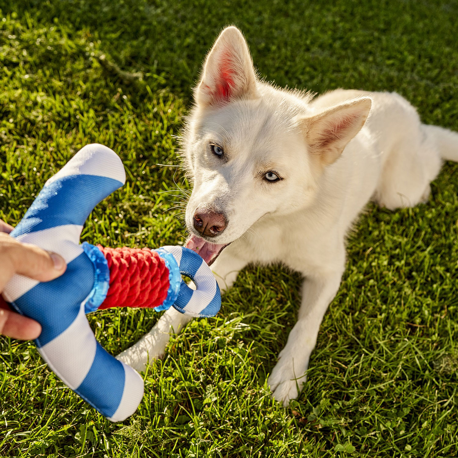 Durable Dog Toy, Anchor Bozzy | Mondou
