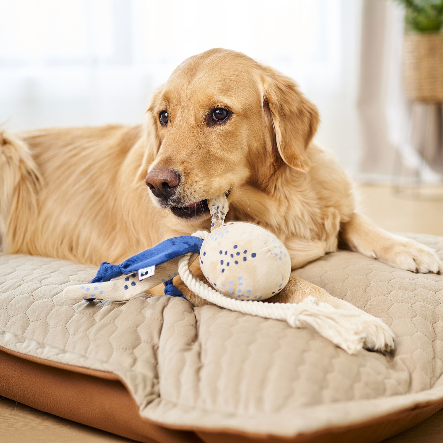 Octopus Rope Toy for Dogs Bozzy BLU | Mondou