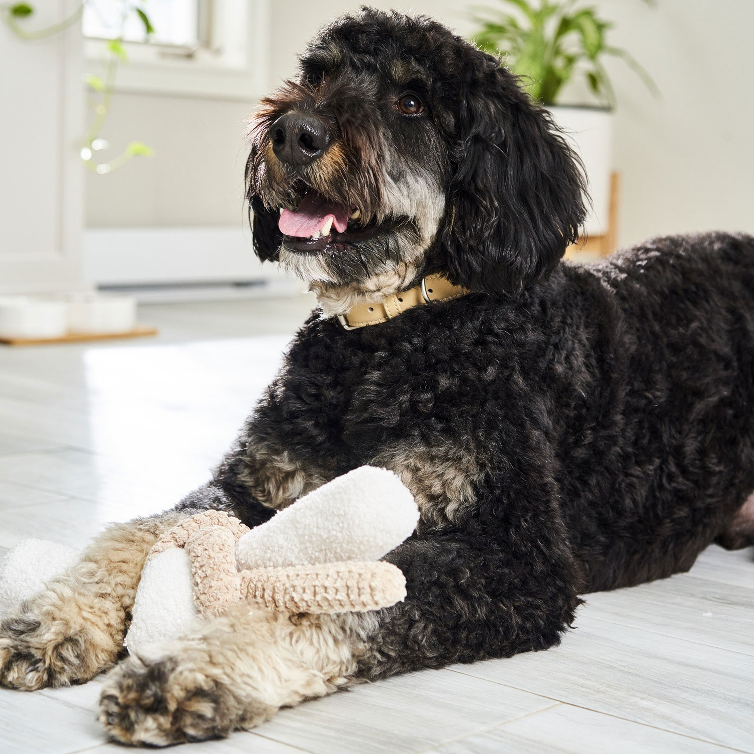 Enrichment Twisted Toy for Dogs Bozzy | Mondou
